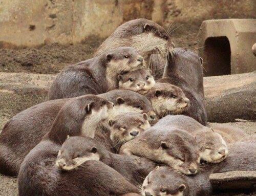 Otters That Partied Too hard - In Otter News