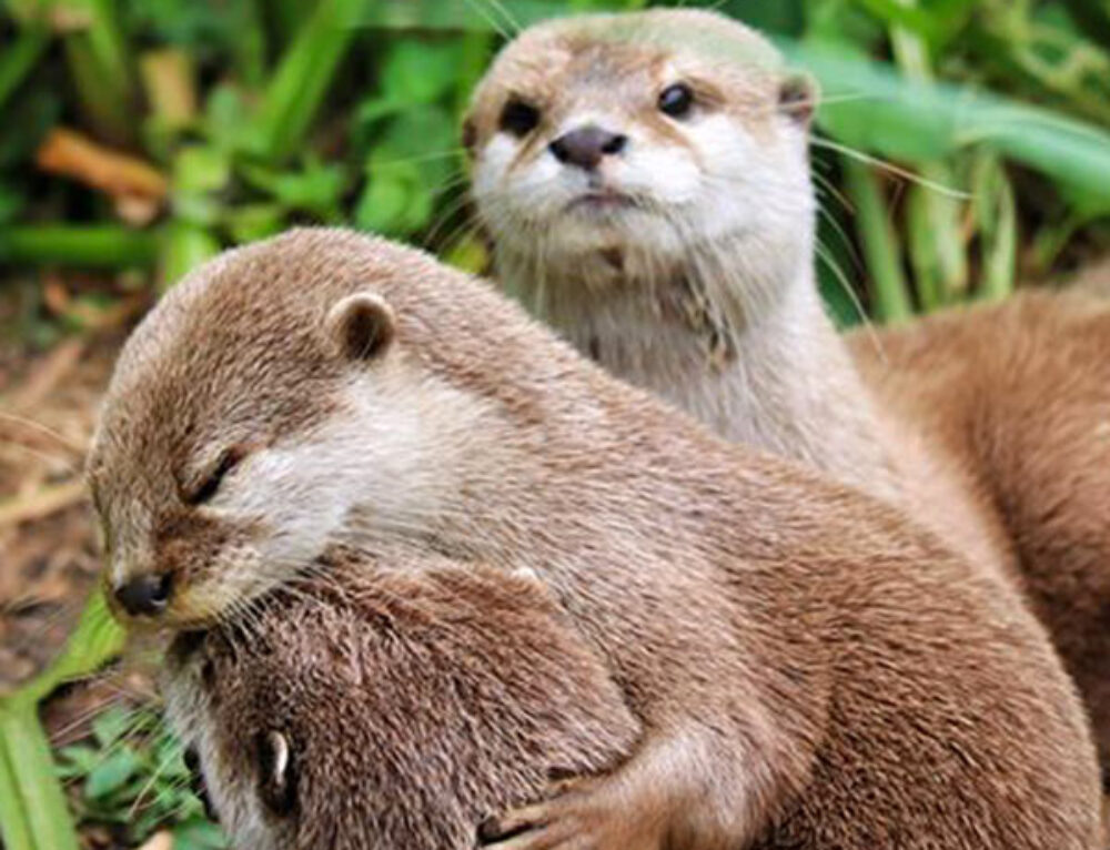 Steve Starts A Choir - In Otter News