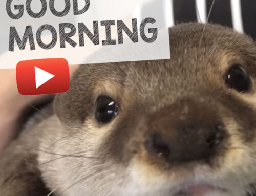 Otter Spy Camera - In Otter News