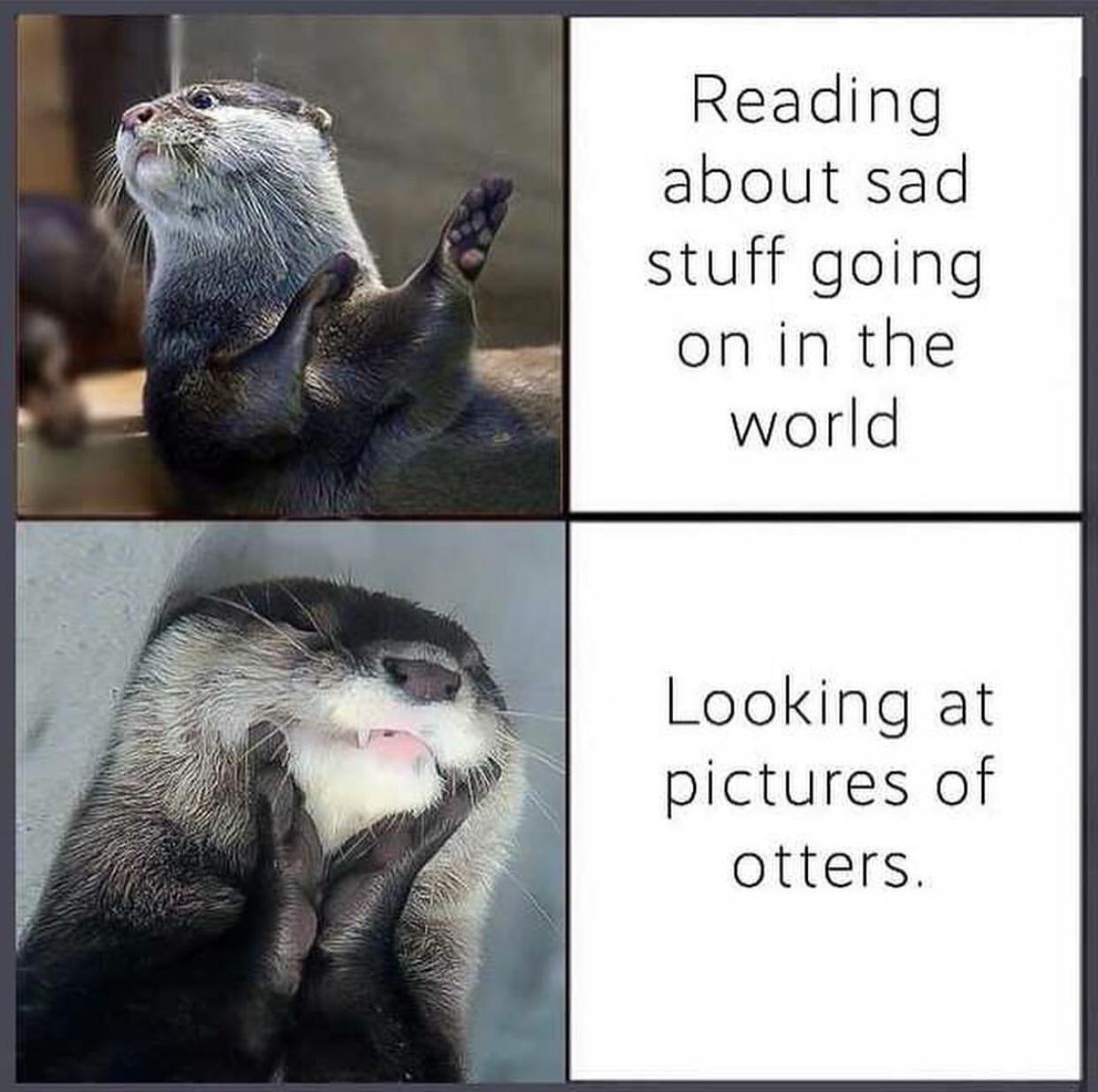 Otter Drake Meme - In Otter News
