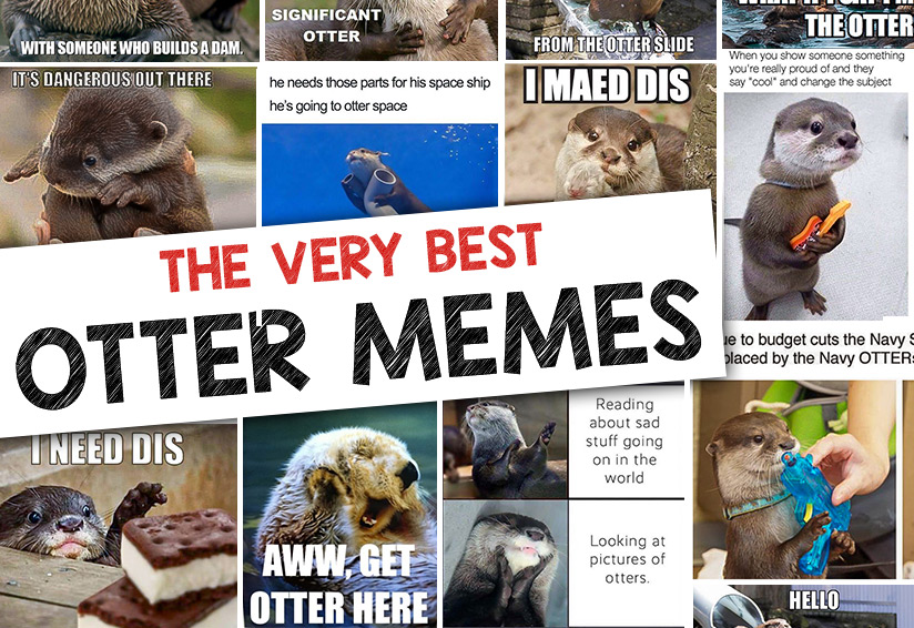Otter Memes - The Ultimate Collection- In Otter News