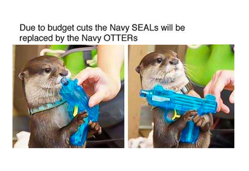 Navy Seals Replaced With Otters - In Otter News